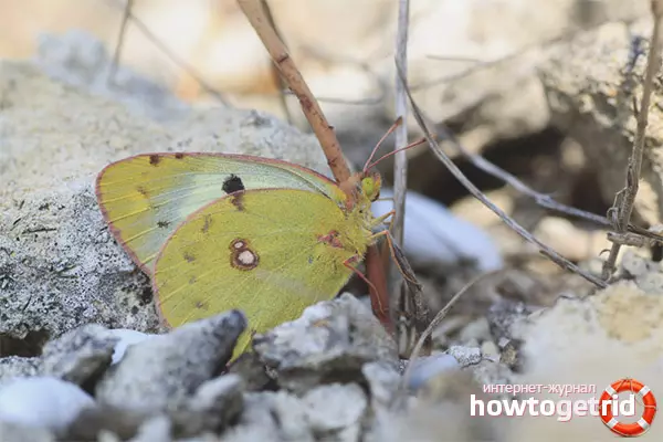 Lifestle butterfly nga walay puy-anan