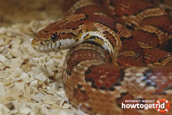 Pantherophis guttatus.