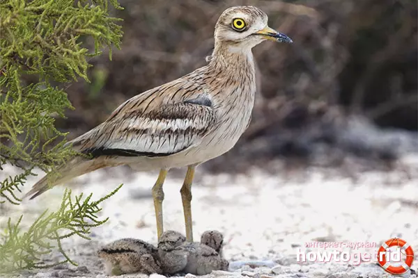 Avdotka - Beschrijving, Habitat, Interessante feiten