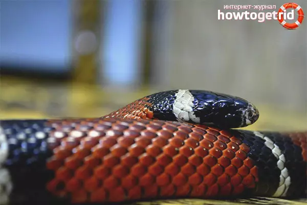 Lampropeltis.