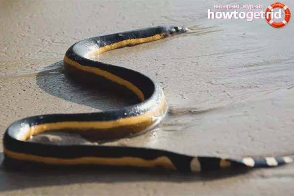 Característiques de Pelamida de dos colors