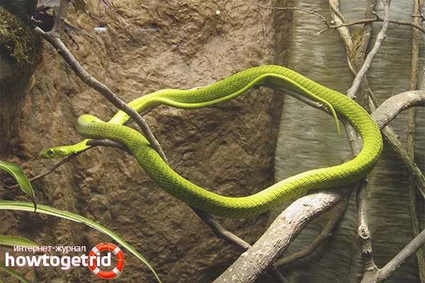 Trajtoj de la konduto de verda mamba