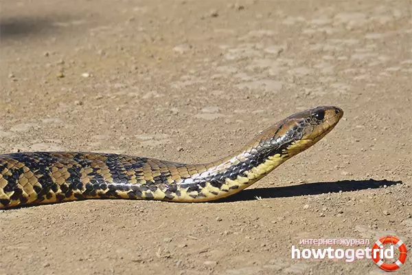 Iimpawu zokuziphatha kwe-cobra yamanzi