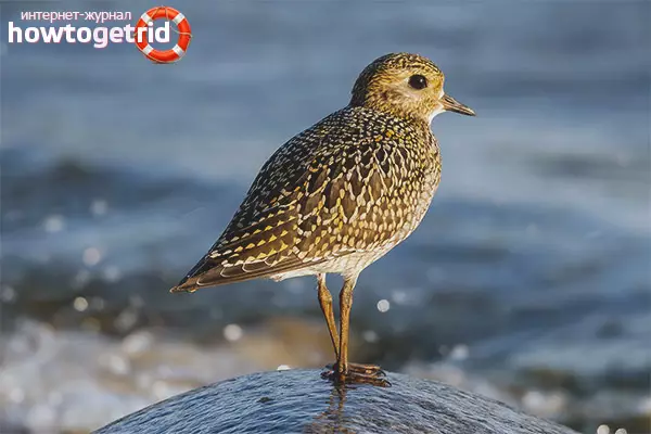 Golden Rzhanka - Beschrijving, Habitat, Interessante feiten