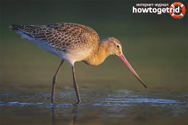 Grote Wergelist - Beschrijving, Habitat, Interessante feiten