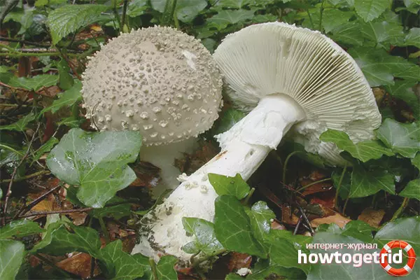 Amanita echincephala.