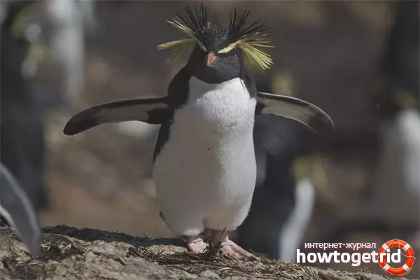 Crested Penguin - Bayani, Halashe, Abubuwan ban sha'awa masu ban sha'awa