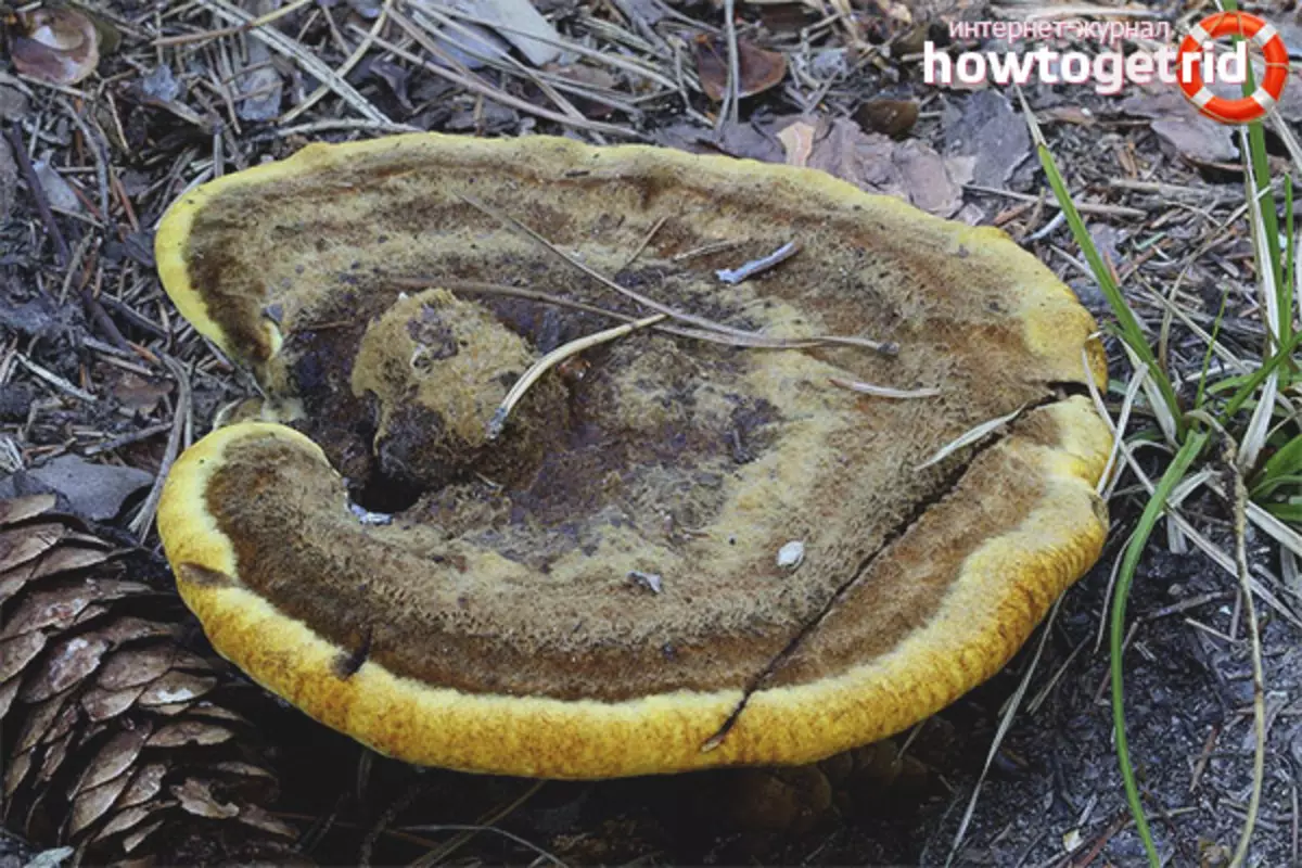 Rutovik Shvitle daraxtida qanday harakat qilish kerak