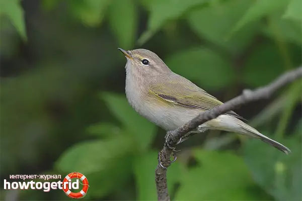 Busa - pedaran, habitat, kanyataan anu pikaresepeun