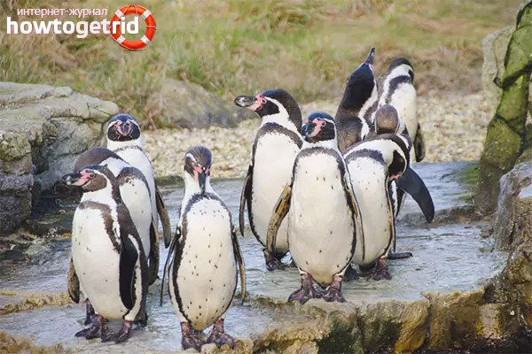 Gumboldt Penguins- ის nesting და რეპროდუცირება