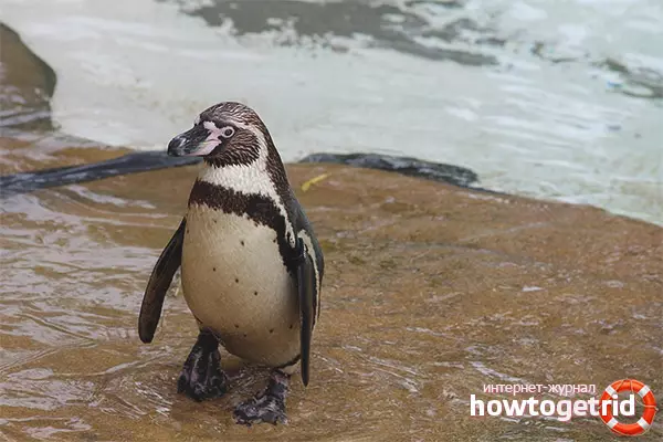 ქცევის Penguins Humboldt