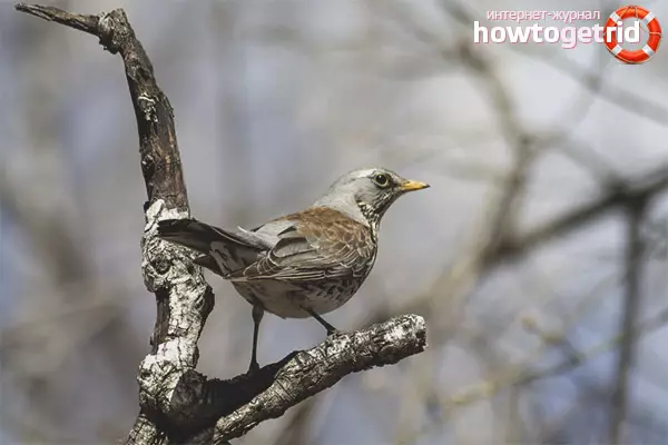 Endri-javatra momba ny sakafo drozda-booberbon