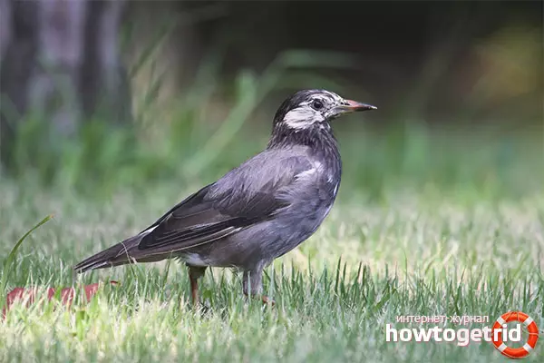 Skzorets kulawu - Katerangan, Padabasan, Kanyataan anu pikaresepeun