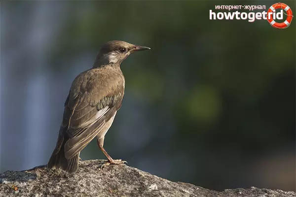 Ernæring af gråt skworts