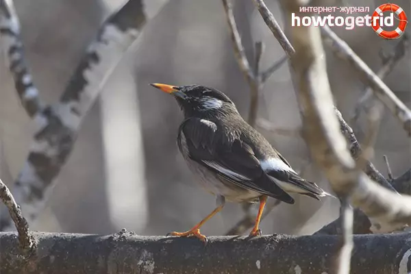 Sturnus cineraceus.