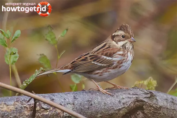 Remez Oatmeal - Beschrijving, Habitat, Interessante feiten