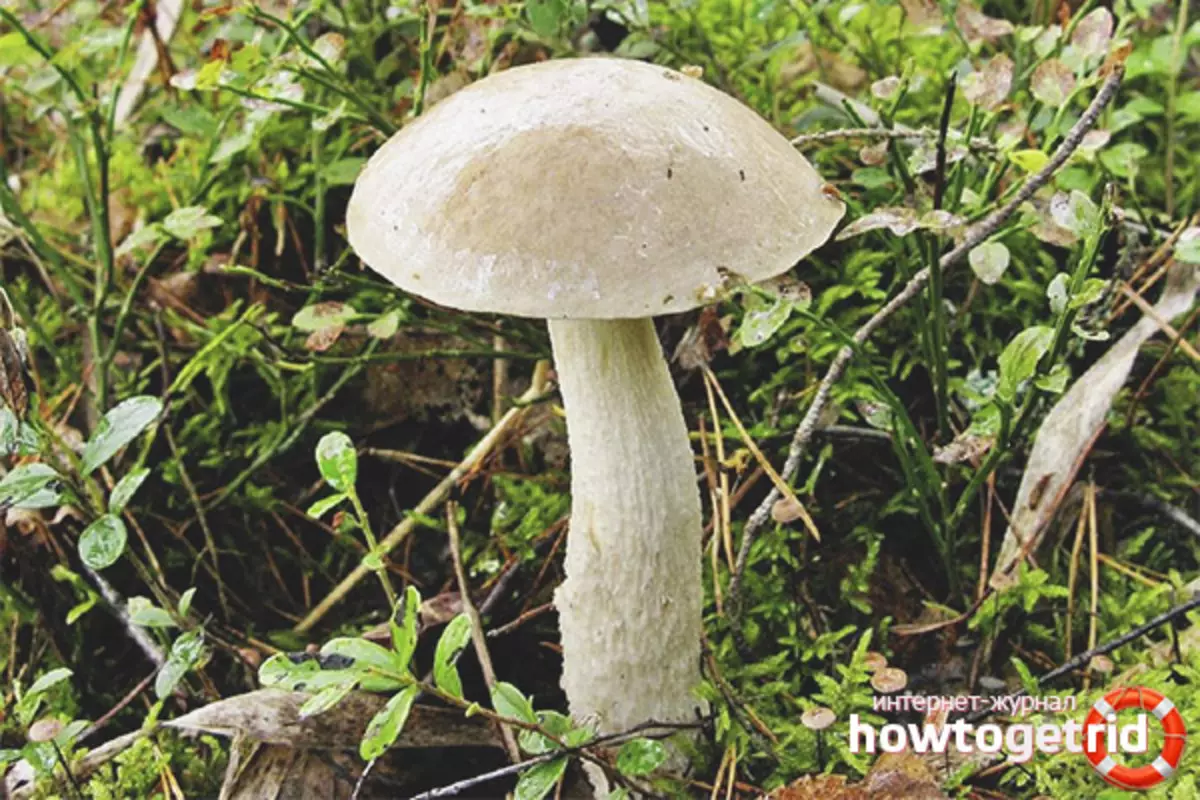 Taste Características do Boletus branco