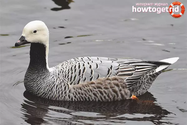 GUS-BELOSHEI - Beschrijving, Habitat, Interessante feiten