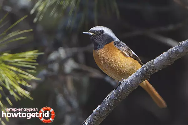 Siberische Gorichvostka - Beschrijving, Habitat, Interessante feiten