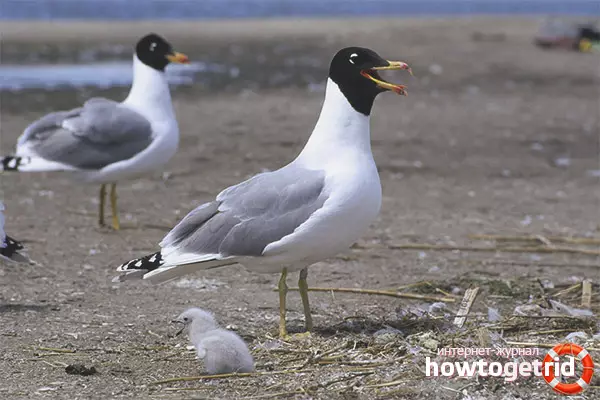 Chernogol Khokhotun - Beschrijving, Habitat, Interessante feiten