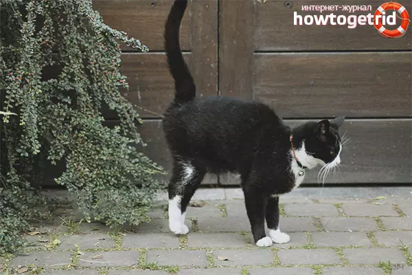 Cando os gatos comezan a marcar o territorio?