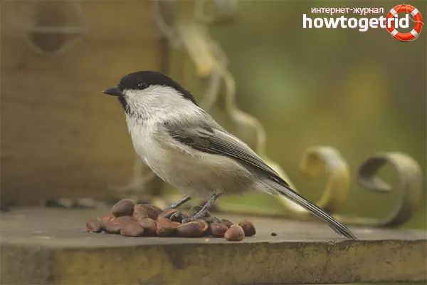 বোহোল গর্ব্যতার পুষ্টি