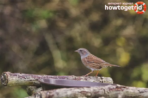 Bos voortplanting