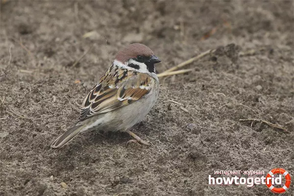 Padang Sparrow.