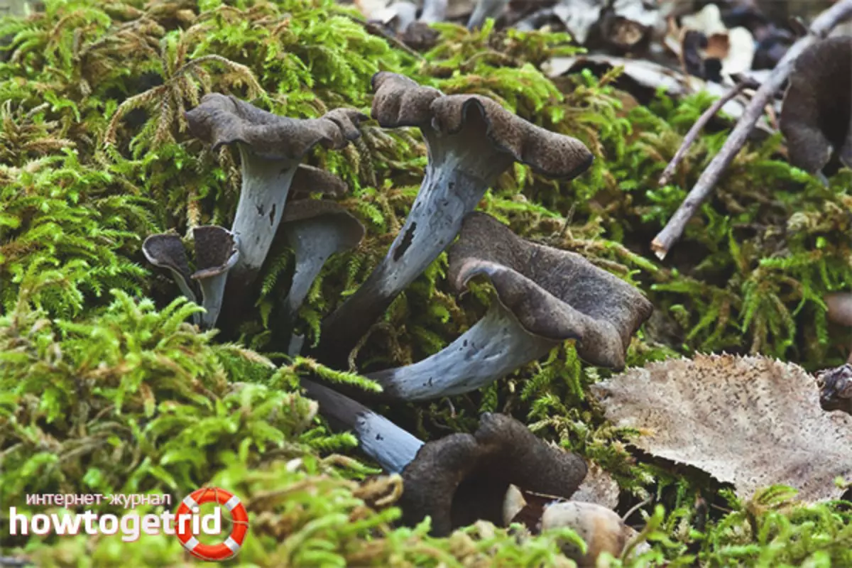 Edibilidad de Chanterelle Black