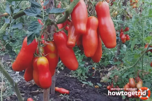 Tomates Bonanza.