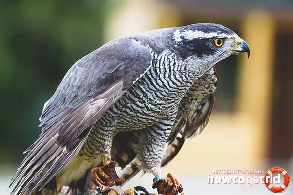 hawk-tetherian