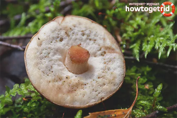 Leccinum oxydabile.