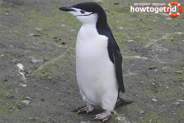 Antarctic penguin