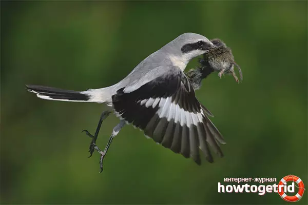 Meal of Grey Sorokopueta