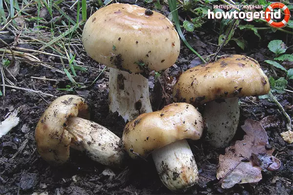 Russula Foetens.