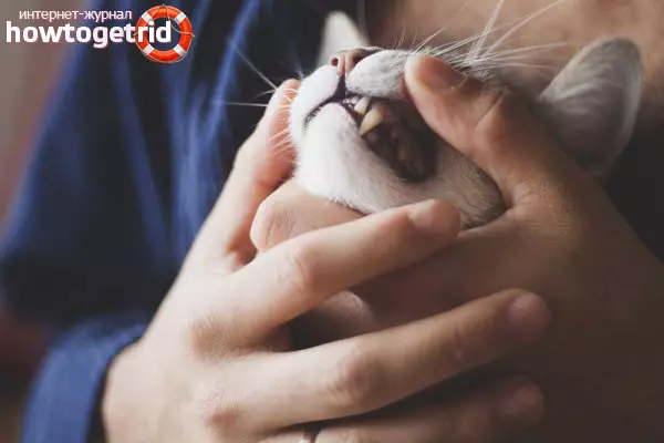 Gato caché os dentes