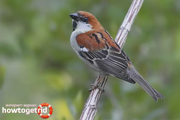 Redhead Sparrow.