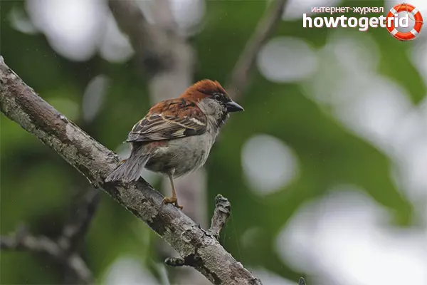 Qırmızı Sparrow-un çoxalma və yuva