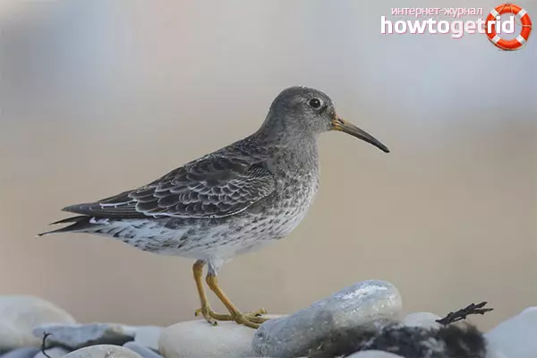 Näring av havsandpie