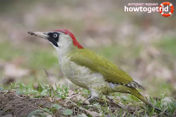 Green woodpecker