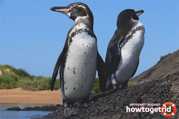 Reproducción de pingüinos de Galápagos.