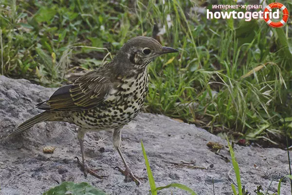 Turdus viscivorus