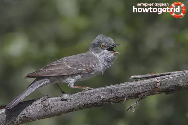 Chizolowezi cha zizolowezi za Hawk