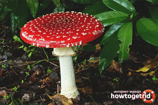 Amanita muscaria.