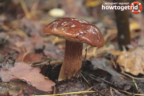 Composition du champignon polonais