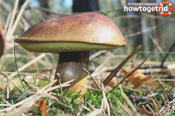 Cultiver des champignons polonais