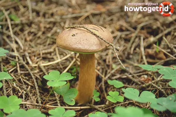 Boletus Batius.