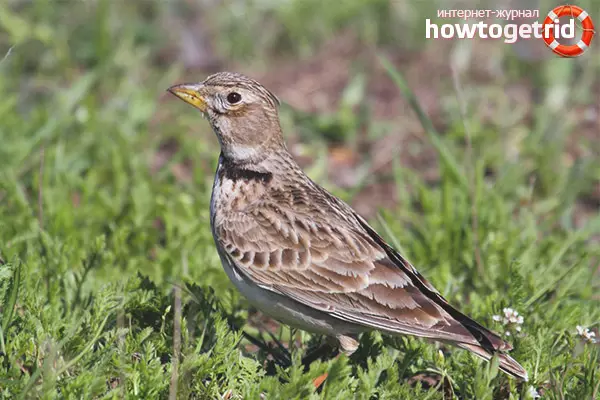 Nesting Steppe LOUSER