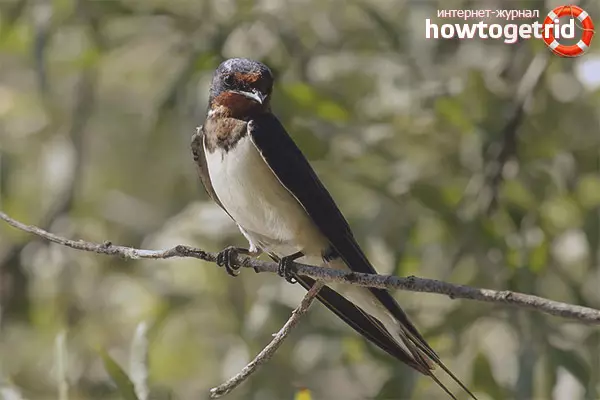 ವಕ್ರವಾದ ನುಂಗಲು