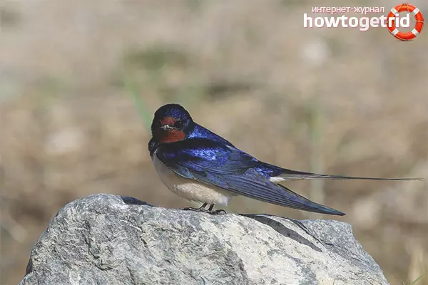 ಜೀವನಶೈಲಿ ರಸ್ಟಿಕ್ ಸ್ವಾಲೋಗಳು